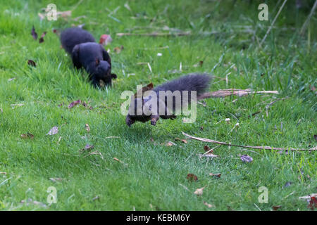 Eastern grey squirrels at Delta BC Canada 2017 Oct Stock Photo - Alamy