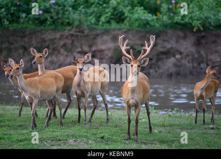 Kaziranga National Park Stock Photo - Alamy
