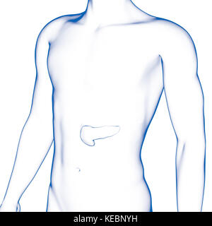 Pancreas, Internal Organ, Human Body Stock Photo - Alamy