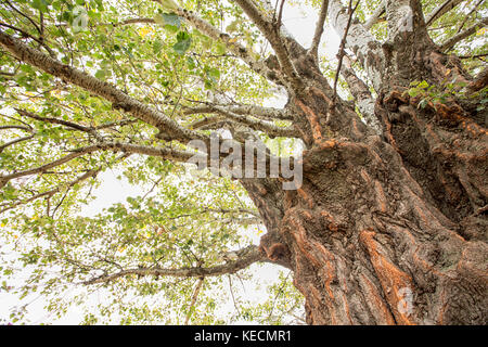Old aspen tree trunk, roots and branches Stock Photo - Alamy