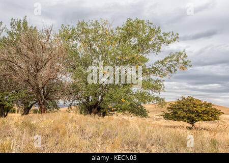Old aspen tree trunk, roots and branches Stock Photo - Alamy