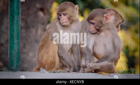 cute, sad monkeys, Kathmandu Stock Photo - Alamy