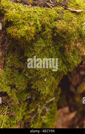 Autumn covered with moss background texture Stock Photo - Alamy