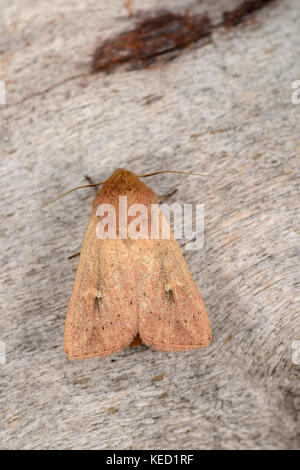 Clay Moth (Mythimna ferrago Stock Photo - Alamy