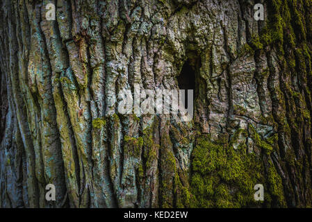 Kobendza Oak - the oldest tree in Kampinos Forest (Polish: Puszcza ...