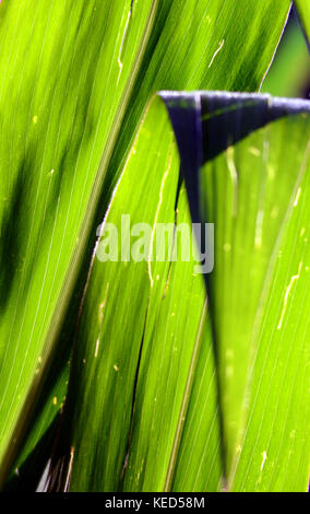 Corn leaves texture on a morning light Stock Photo - Alamy