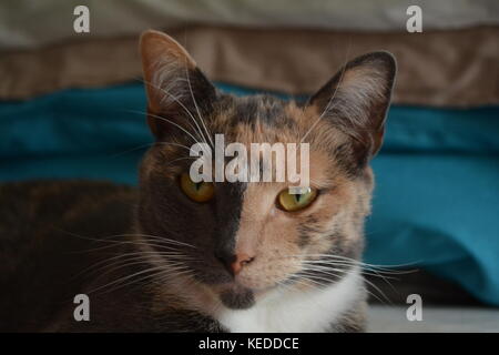 Half grey half ginger face female cat Stock Photo - Alamy
