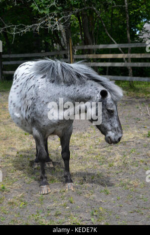 Close-up portrait of a horse standing in sunlight, USA Stock Photo - Alamy
