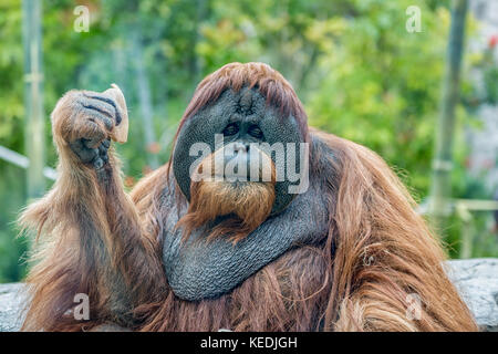 Borneo Orangutan (Pongo pygmaeus), eating fruits, Camp Leaky, Tanjung ...