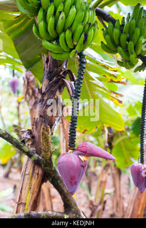 The hanging corm, banana heart, and ridged pseudostem, of the banana ...