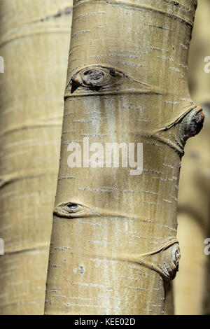 Aspen tree trunk scars Stock Photo - Alamy