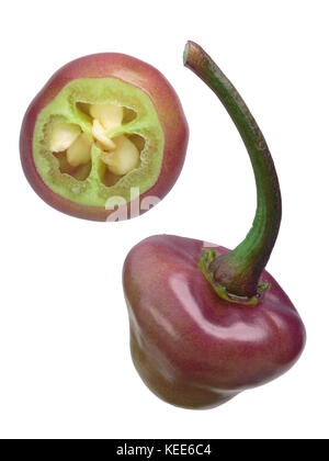 Cheiro Roxa chile pepper (Capsicum chinense) plant, exploded view ...