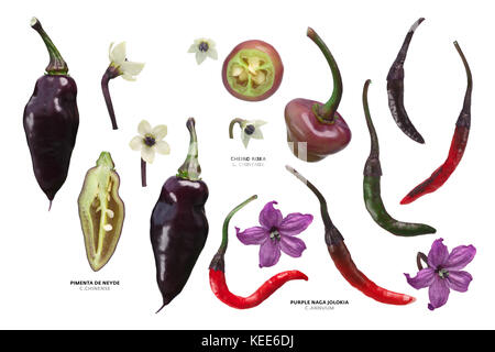 Purple Naga Jolokia chile pepper, exploded view (elements), pods, plant ...