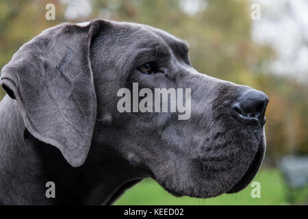 Close up headshot in profile of male lion Panthera leo snarling and ...