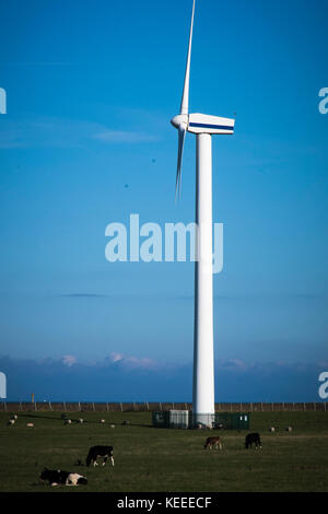 Robin Rigg wind farm in the Solway Firth, UK. Looking from Galloway to ...