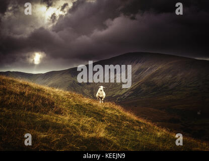Sheep on snowdon mountain Stock Photo - Alamy