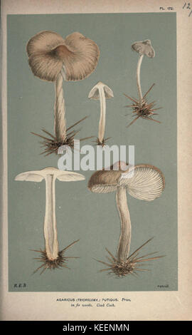 An illustration from the Handbook of British Fungi, showing species ...