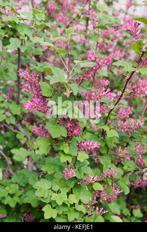 Flowering Currant - Ribes sanguineum Pink flowers & leaves Stock Photo ...