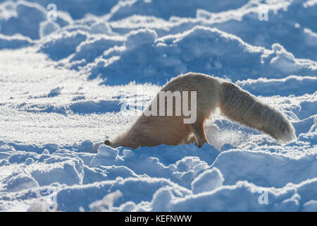 Red Fox hunting mice during winter in Yellowstone National Park Stock ...