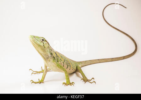 Monkey Tree Lizard Polychrus marmoratus with warning flap under chin ...