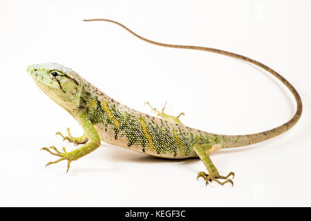 Monkey Tree Lizard Polychrus marmoratus with warning flap under chin ...