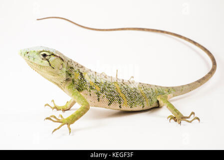 Monkey Tree Lizard Polychrus marmoratus with warning flap under chin ...