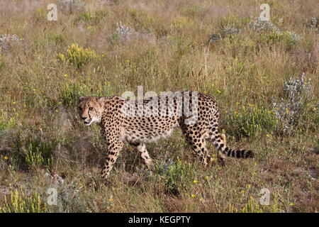 geparde - cheetahs in Namibia in Steppenlandschaft auf einer safari ...