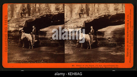 Father of the Forest, 112 feet circumference - near view, Mammoth Grove ...