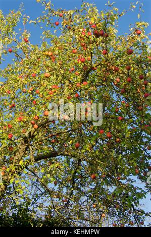 Apple tree in Autumn at Broad Colney Lakes Nature Reserve, London ...