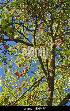 Apple tree in Autumn at Broad Colney Lakes Nature Reserve, London ...