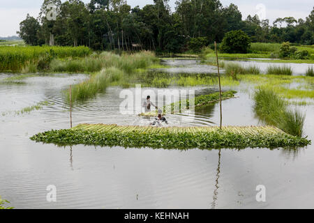 Jute stems being retted in water to separate the fibers at Nagarpun in ...