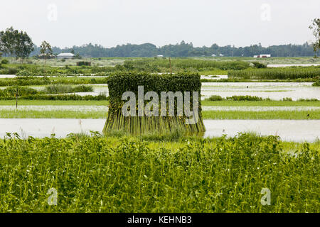 Jute stems being retted in water to separate the fibers at Nagarpun in ...