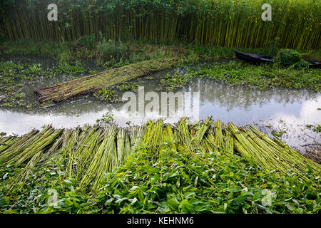 Jute stems being retted in water to separate the fibers at Nagarpun in ...