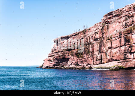 Gannet bird in the Bonaventure Island, near Perce, at the tip of Gaspe ...