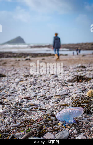 venomous sea animal on beach,venomous sea animal,Portuguese Man o War ...