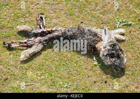 Dead and decomposed rabbit Stock Photo - Alamy