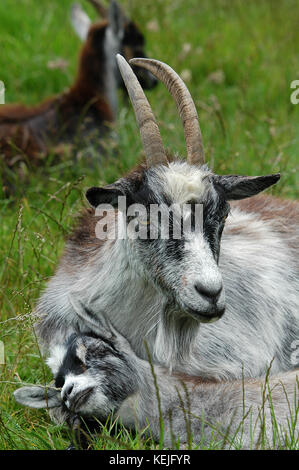 Wild Goats in the Galloway Forest Park Stock Photo - Alamy