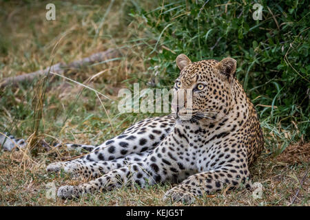 Big male Leopard laying down in the grass in the Kruger National Park ...