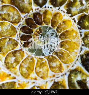 Polished cross-section of a fossil ammonite showing the spiral of ...