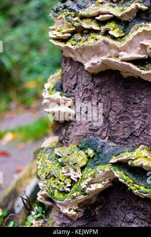 Mushrooms growing on an old tree stump Stock Photo - Alamy