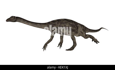 Anchisaurus dinosaur walking isolated in white background -3D render ...