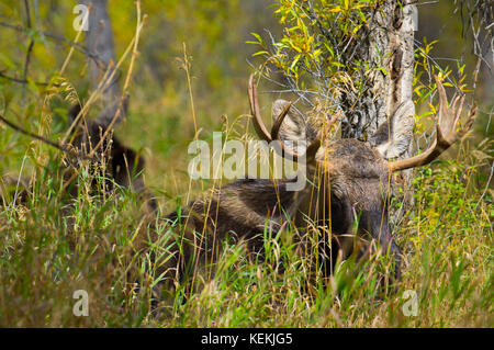 Ground level shot of a large bull moose resting in Wyoming Stock Photo ...