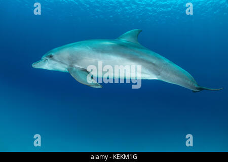 Indo-Pacific bottlenose dolphin, Tursiops aduncus, mating, courtship ...