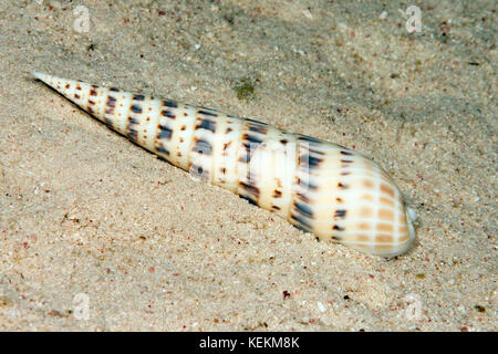 Auger Shell, Terebra maculata, Marsa Alam, Red Sea, Egypt Stock Photo ...