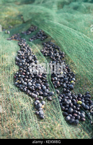 Olive harvest - olives in catching net Stock Photo - Alamy