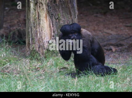 Red-backed Bearded Saki (Chiropotes chiropotes) laying on the tree ...