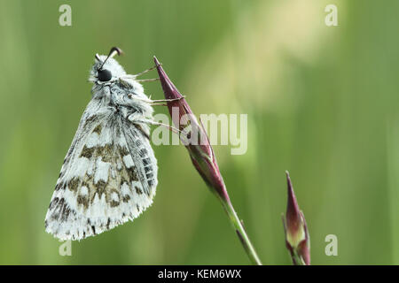 Pyrgus sp. Grizzled skipper Butterfly Stock Photo - Alamy