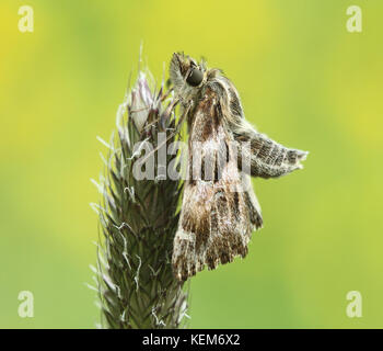 Pyrgus sp. Grizzled skipper Butterfly Stock Photo - Alamy