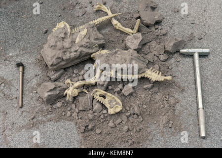excavating animal bones from a rock Stock Photo - Alamy