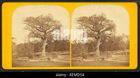 Old elm tree on Boston Common, by John B Heywood Stock Photo - Alamy